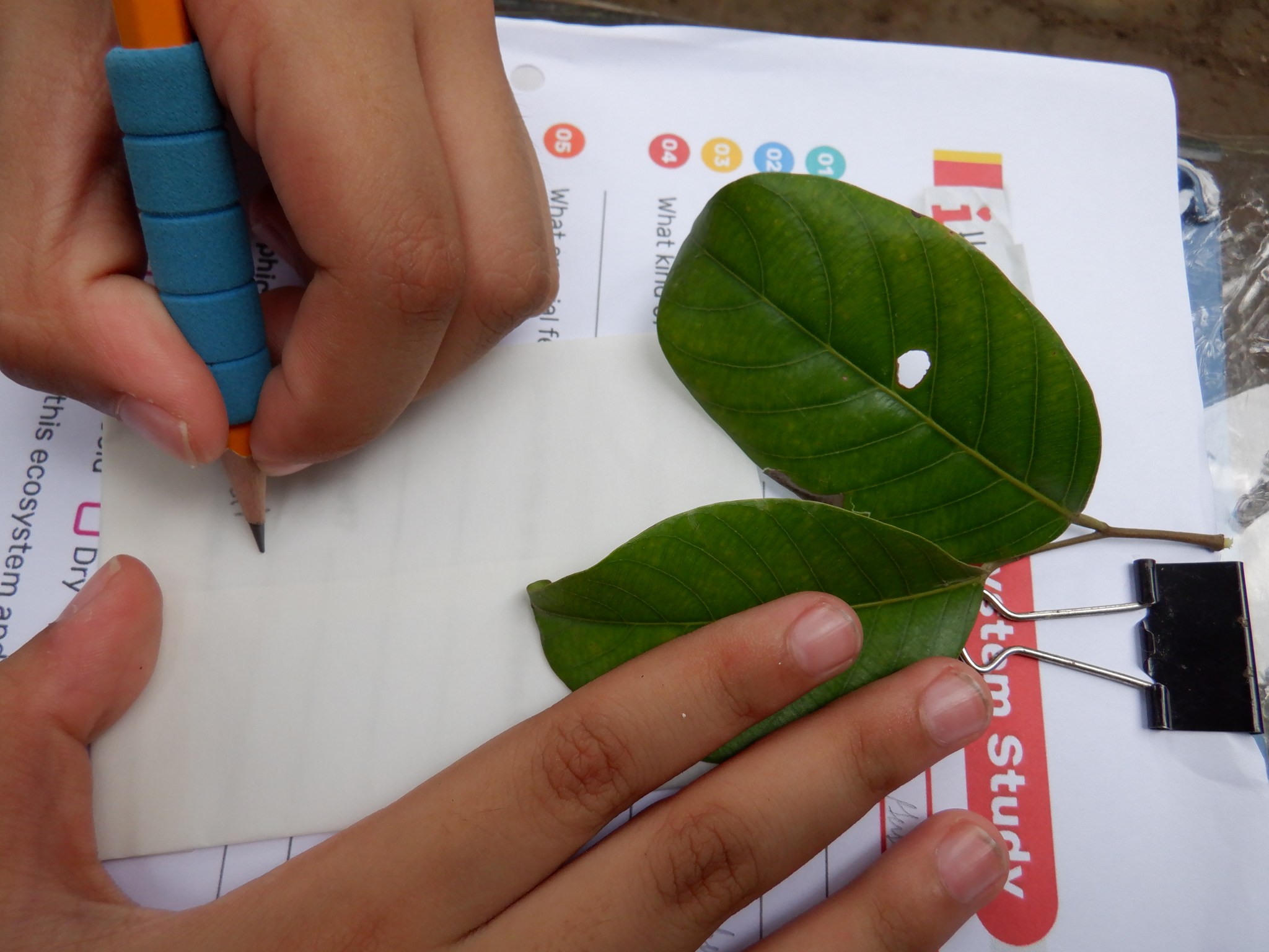 Ecosystem Study in UP – A Lesson Idea for Homeschooling Kids – The ...