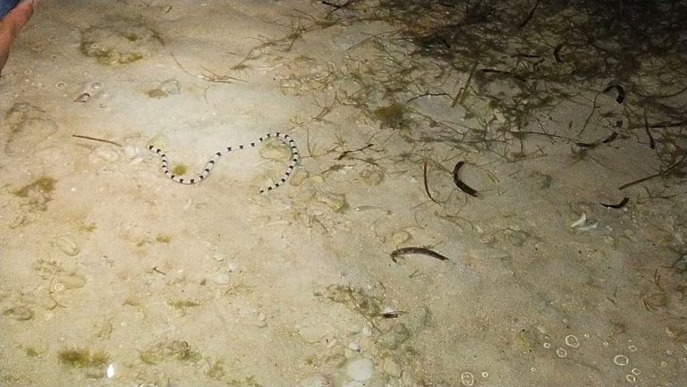 Mongpong Island – An Island Paradise Every Budget Traveler and ...