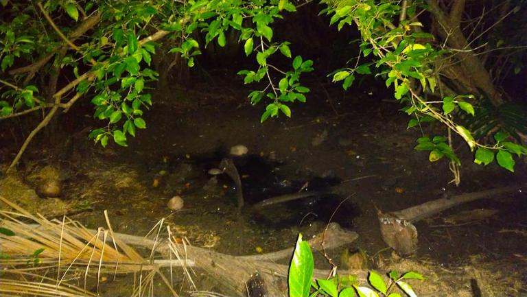 Mongpong Island – An Island Paradise Every Budget Traveler and ...