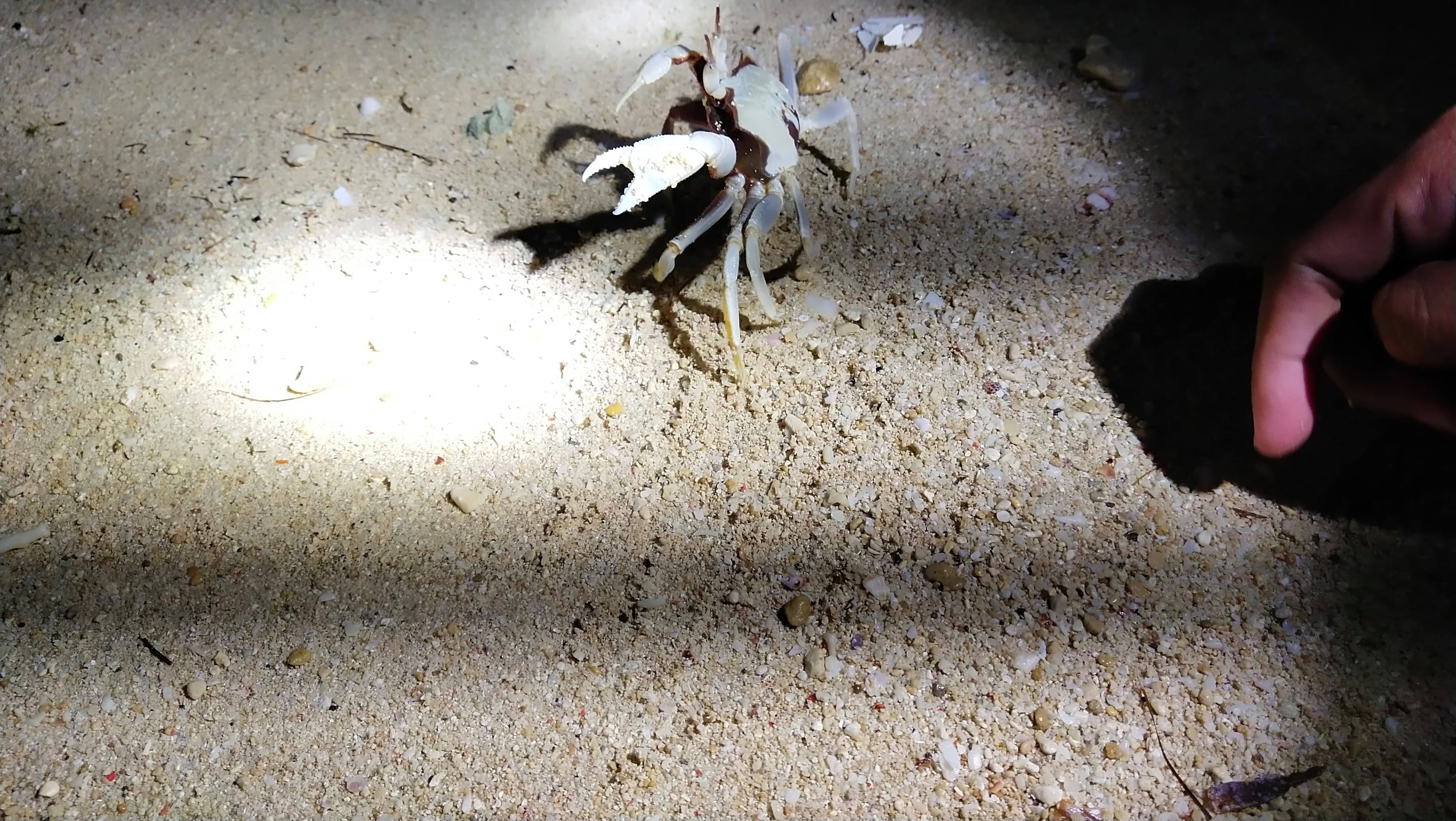 Mongpong Island – An Island Paradise Every Budget Traveler and ...