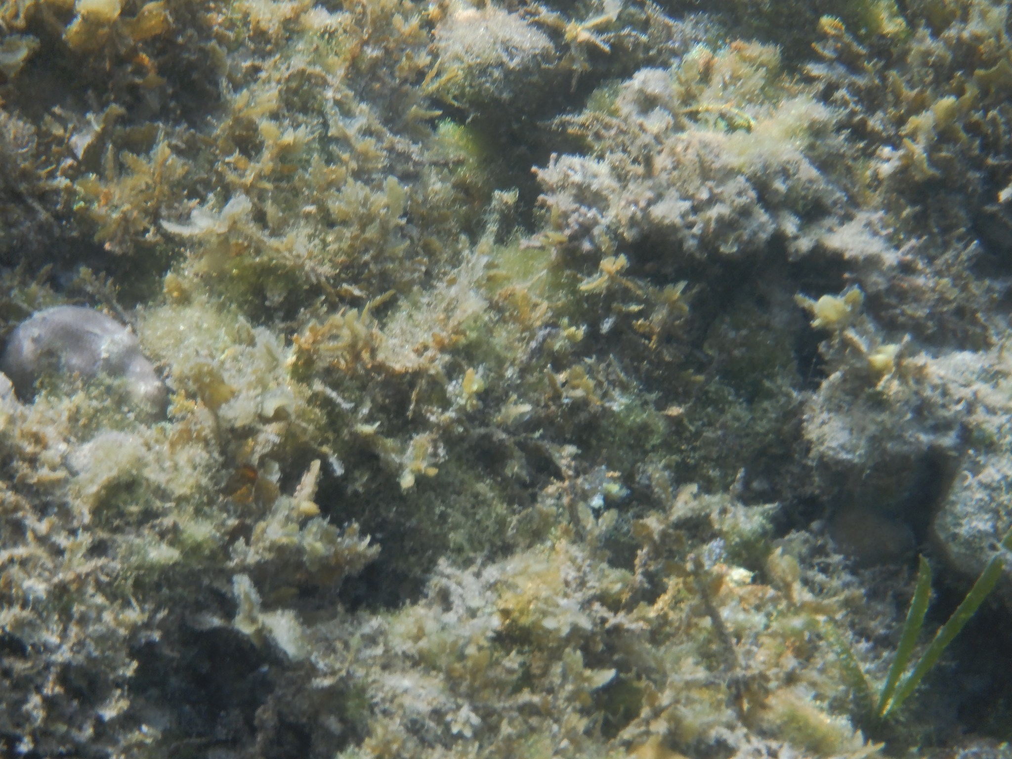 Mongpong Island – An Island Paradise Every Budget Traveler and ...