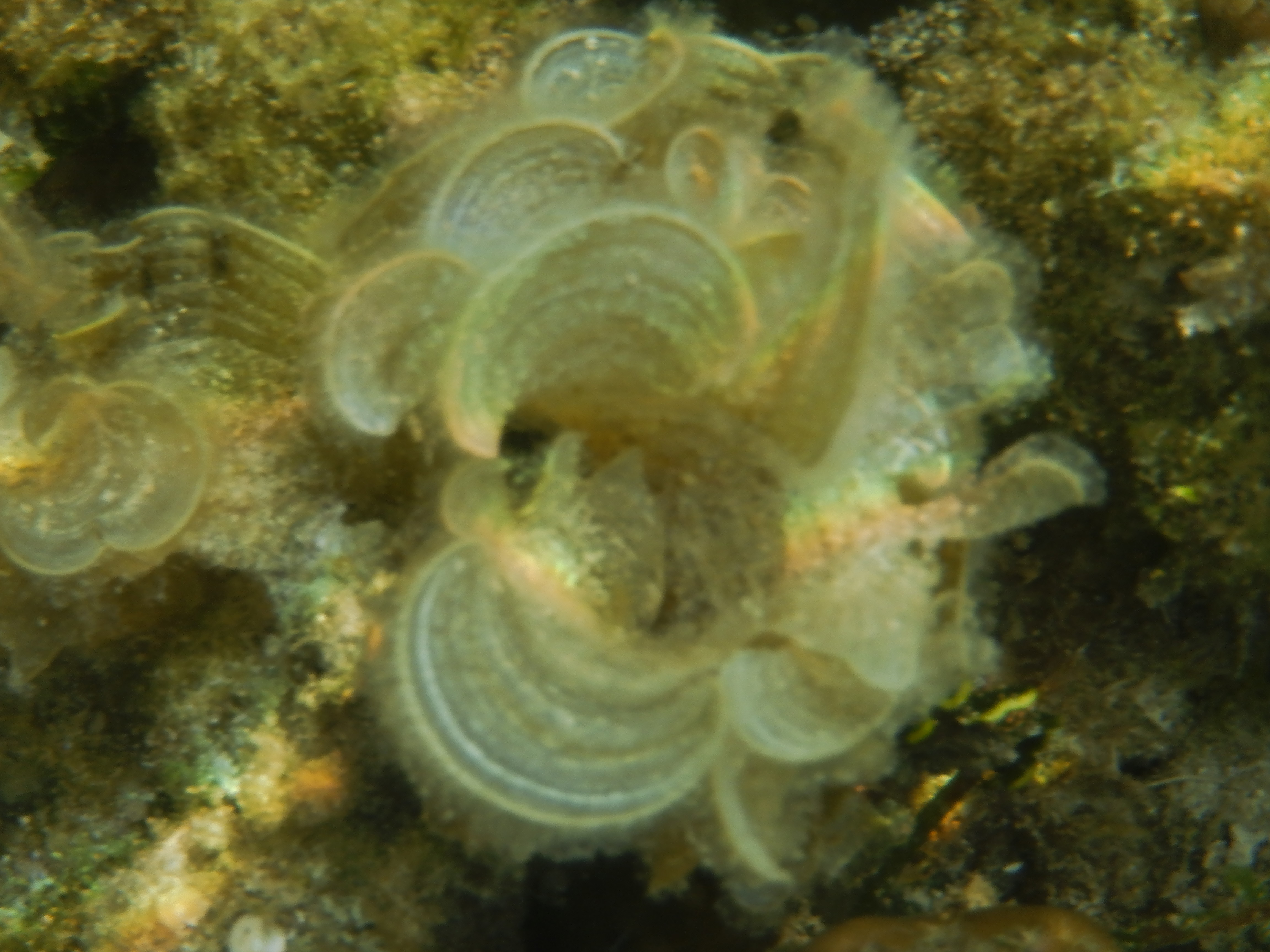 Mongpong Island – An Island Paradise Every Budget Traveler and ...