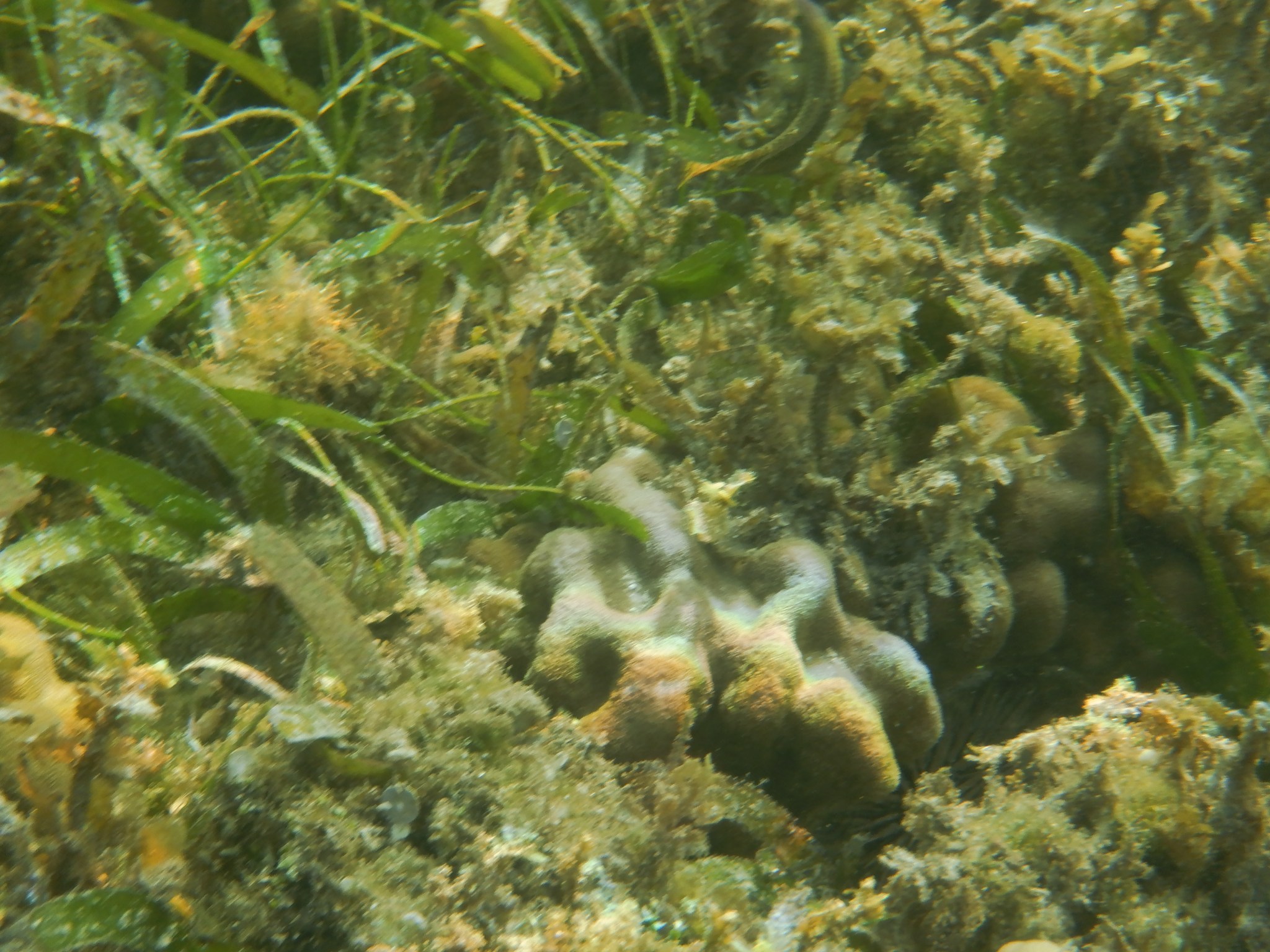 Mongpong Island – An Island Paradise Every Budget Traveler and ...