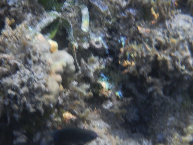 Mongpong Island – An Island Paradise Every Budget Traveler and ...