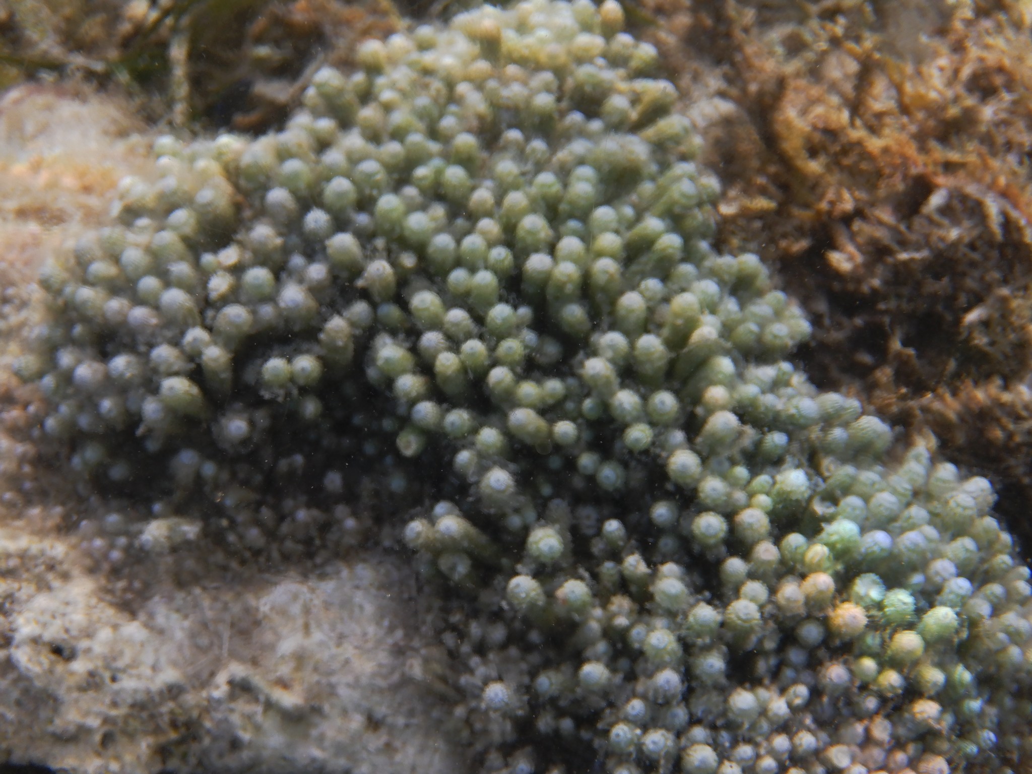 Mongpong Island – An Island Paradise Every Budget Traveler and ...