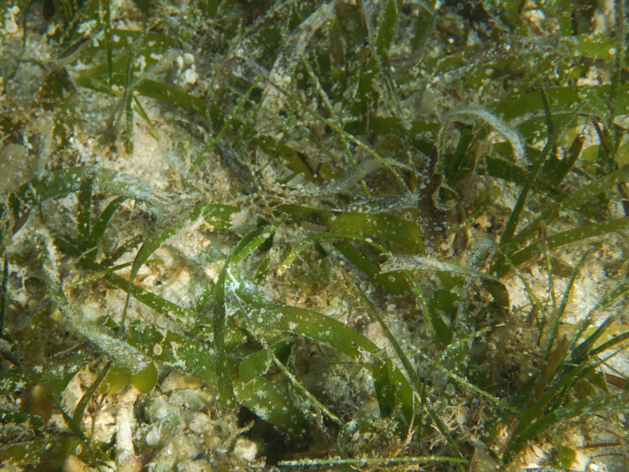 Mongpong Island – An Island Paradise Every Budget Traveler and ...