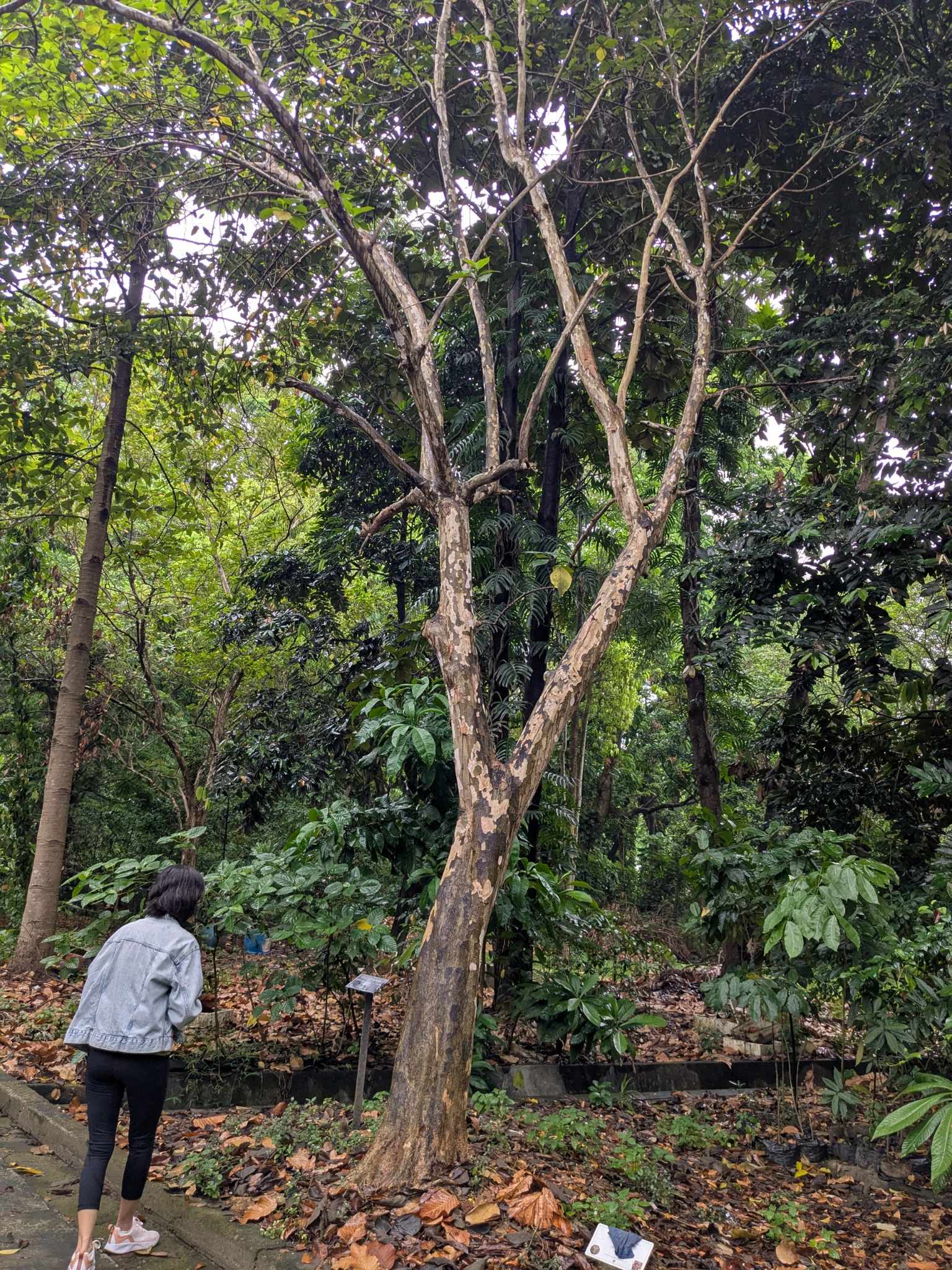 Balik Tanaw: Returning to Nature at UP Diliman – The Fabulous Scientist