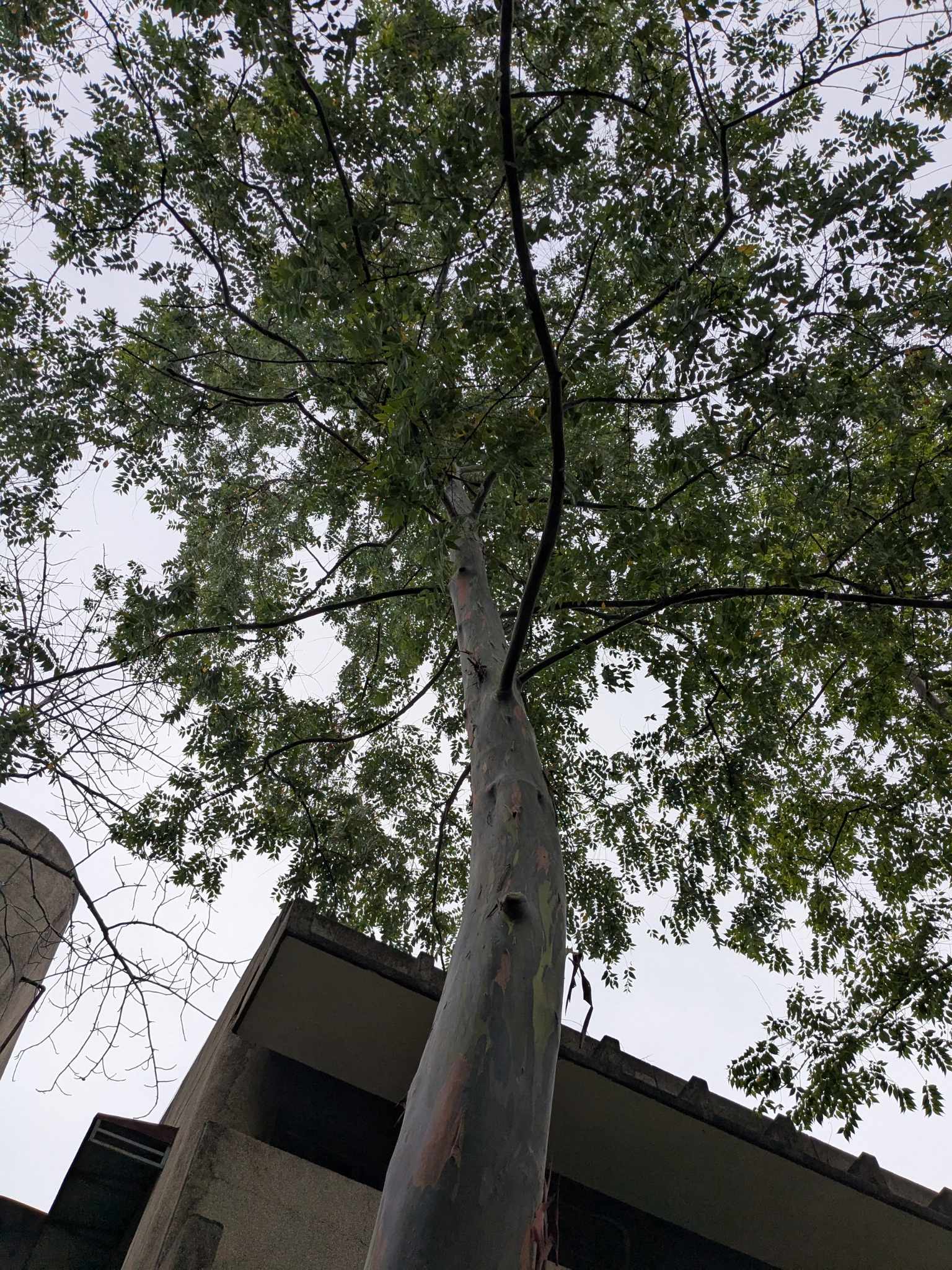 Balik Tanaw: Returning to Nature at UP Diliman – The Fabulous Scientist