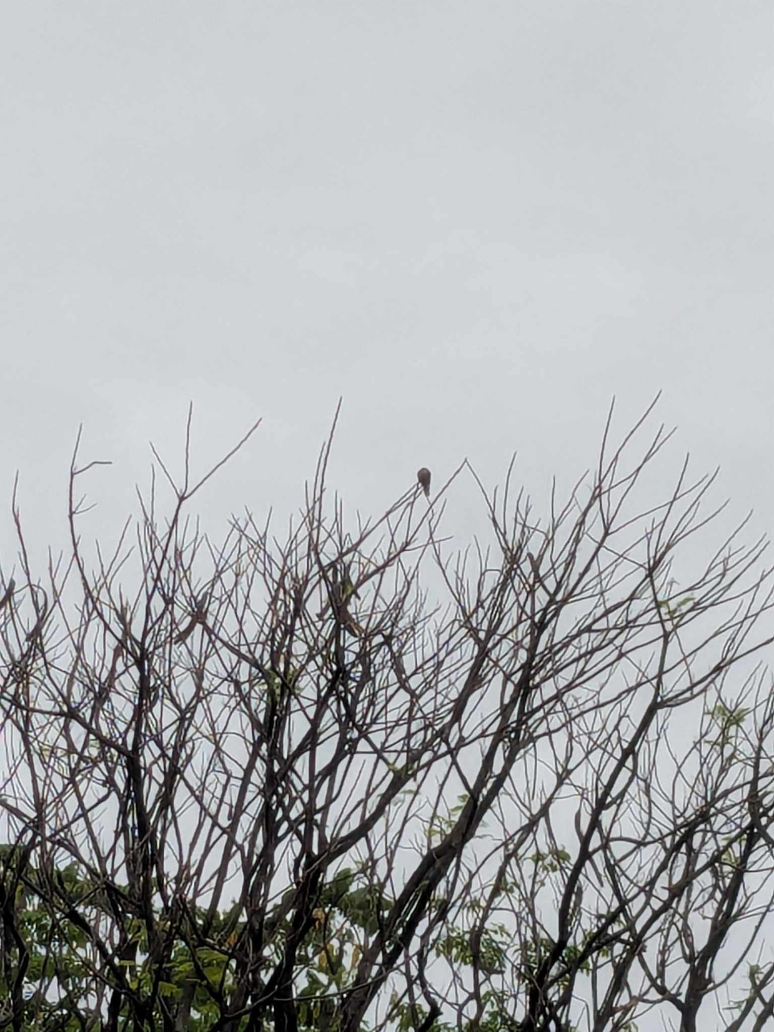 Balik Tanaw: Returning to Nature at UP Diliman – The Fabulous Scientist
